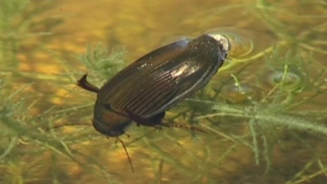 Runt i naturen - Hemma hos en skalbagge: Dykarbaggen Dylan | UR Play