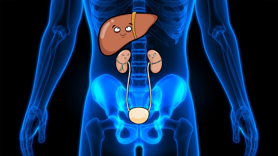 Lärarhandledning - Kul fakta - kroppen