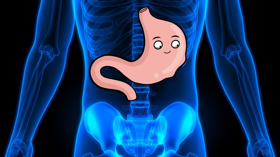 Lärarhandledning - Kul fakta - kroppen